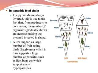 Ecological pyramids | PPTX