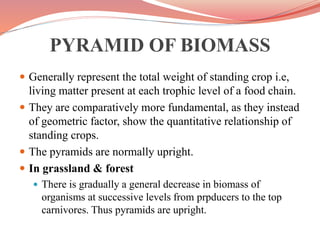 Ecological pyramids | PPTX