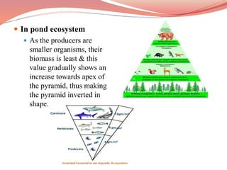 Pond Ecosystem Pyramid