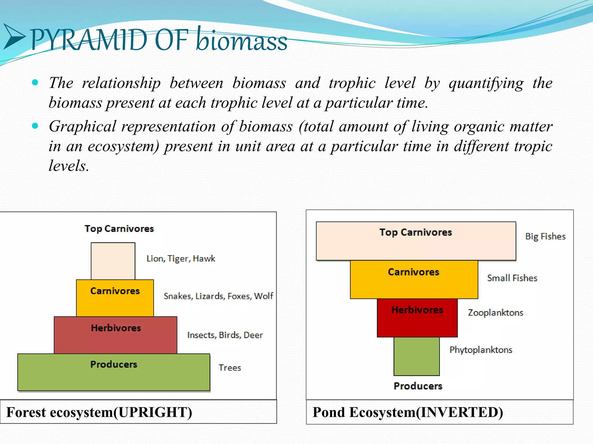 Ecological pyramids | PPTX