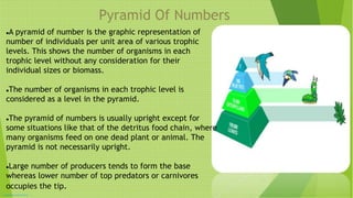 Ecologicalpyramids pyraminds | PPT