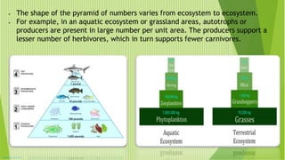 Ecologicalpyramids pyraminds | PPT