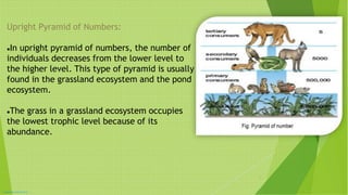Ecologicalpyramids pyraminds | PPT