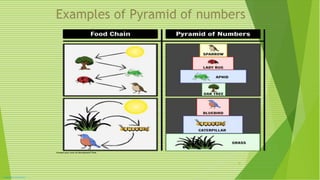 Ecologicalpyramids pyraminds | PPT