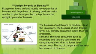 Ecologicalpyramids pyraminds | PPT