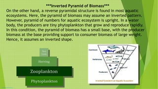 Ecologicalpyramids pyraminds | PPT