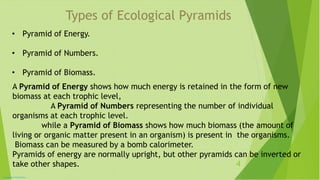 Ecologicalpyramids pyraminds | PPT