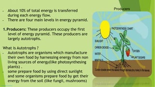 Ecologicalpyramids pyraminds | PPT