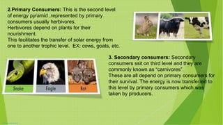 Ecologicalpyramids pyraminds | PPT