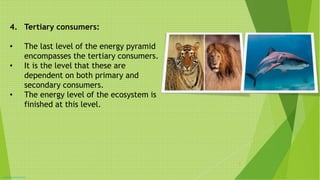 Ecologicalpyramids pyraminds | PPT
