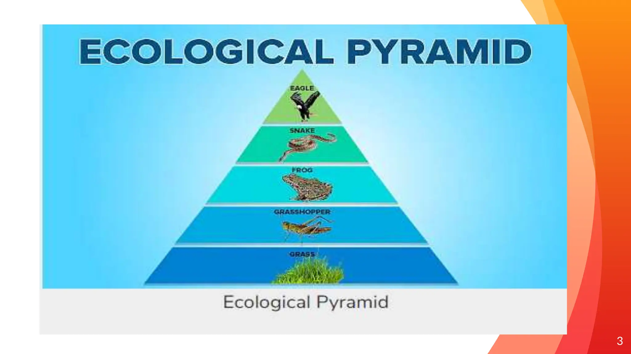 Ecological pyramids - IMSc II Semester notes in detail.ppt