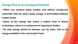Ecological pyramids - IMSc II Semester notes in detail.ppt