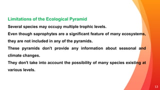 Ecological pyramids - IMSc II Semester notes in detail.ppt