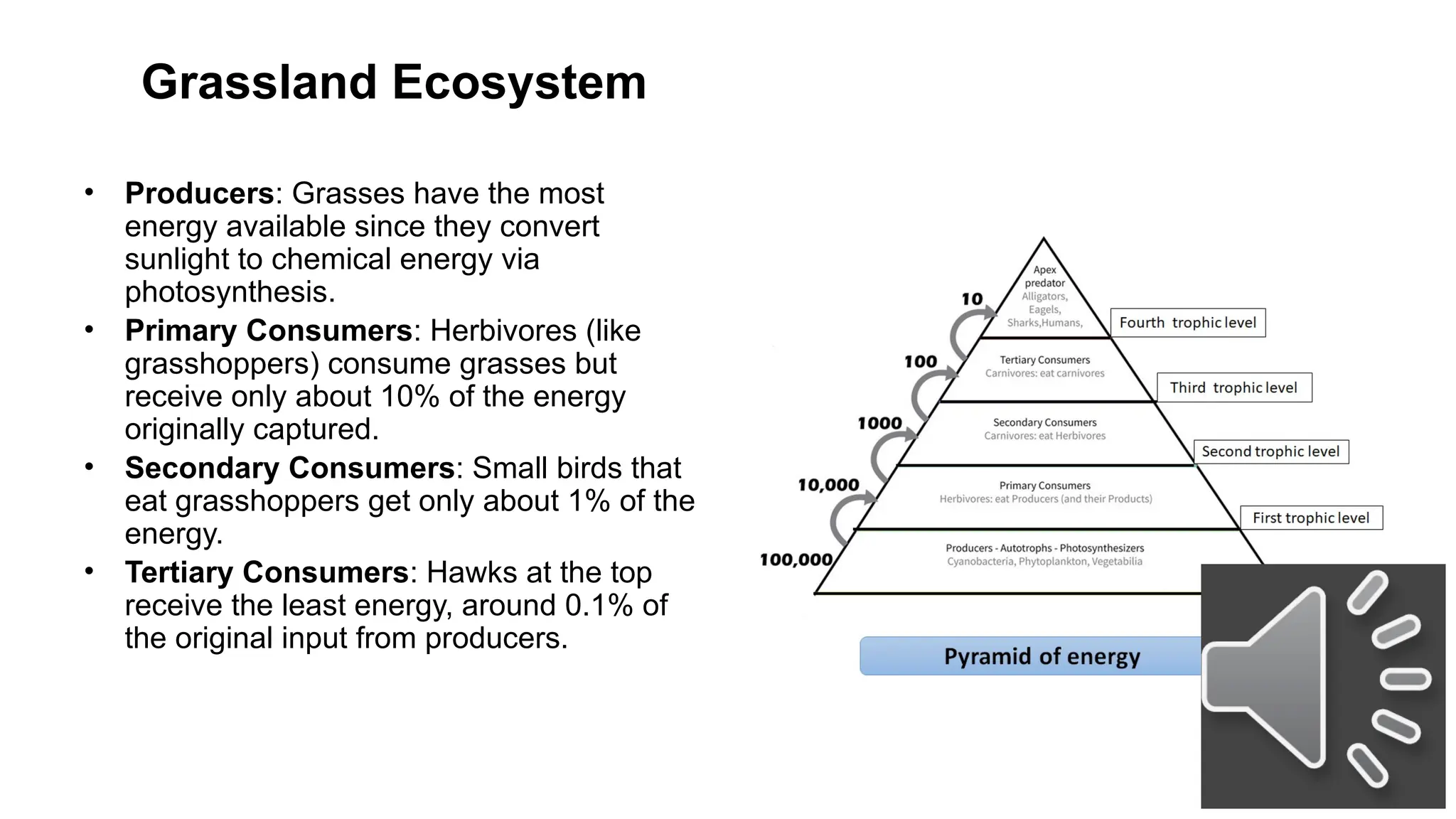 Ecological pyramids in different ecosystems | PPT