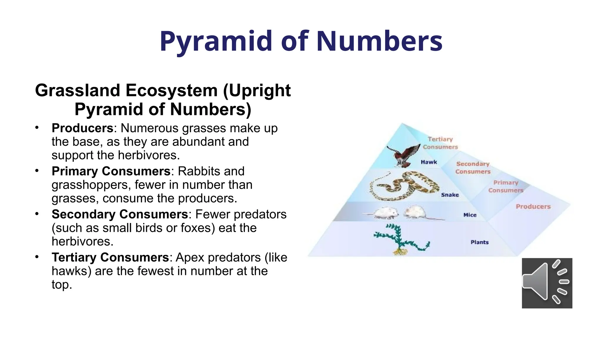 Ecological pyramids in different ecosystems | PPT