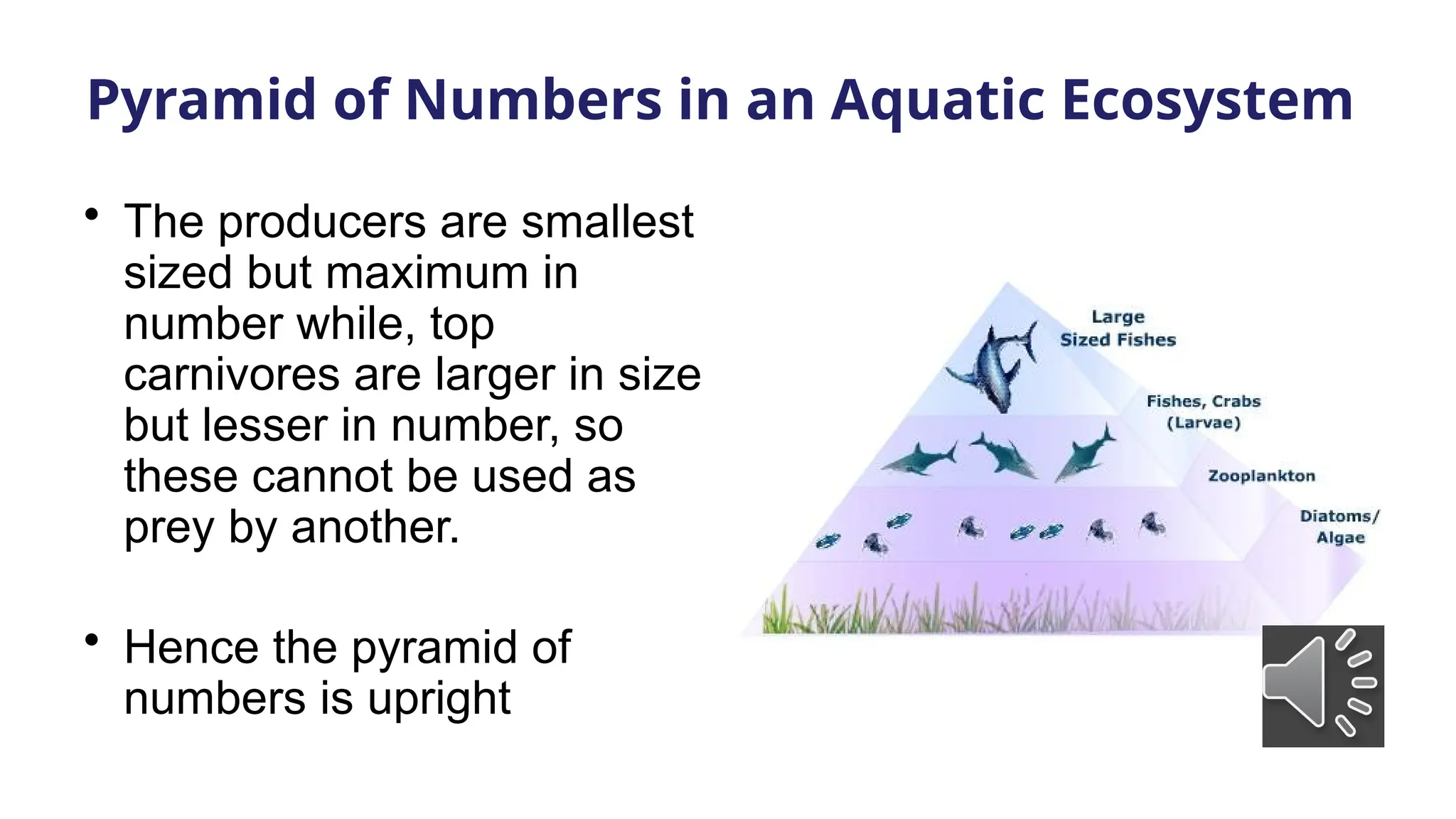 Ecological pyramids in different ecosystems | PPTX