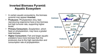 Ecological pyramids in different ecosystems | PPT