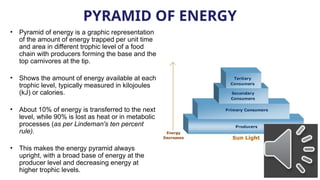 Ecological pyramids in different ecosystems | PPT