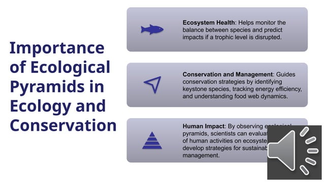 Ecological pyramids in different ecosystems | PPT