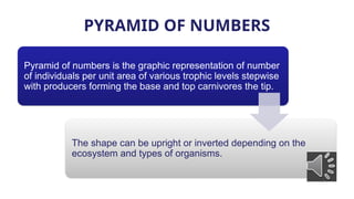 Ecological pyramids in different ecosystems | PPT