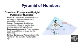 Ecological pyramids in different ecosystems | PPT