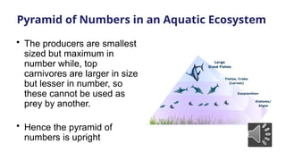 Ecological pyramids in different ecosystems | PPT