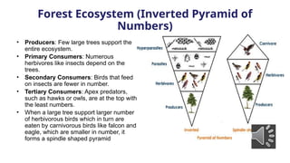 Ecological pyramids in different ecosystems | PPT