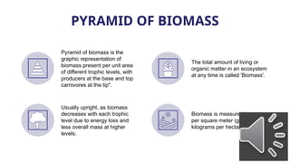 Ecological pyramids in different ecosystems | PPTX