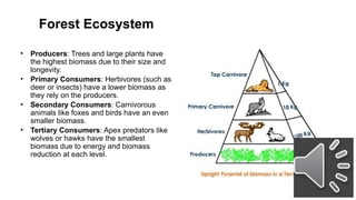 Ecological pyramids in different ecosystems | PPT