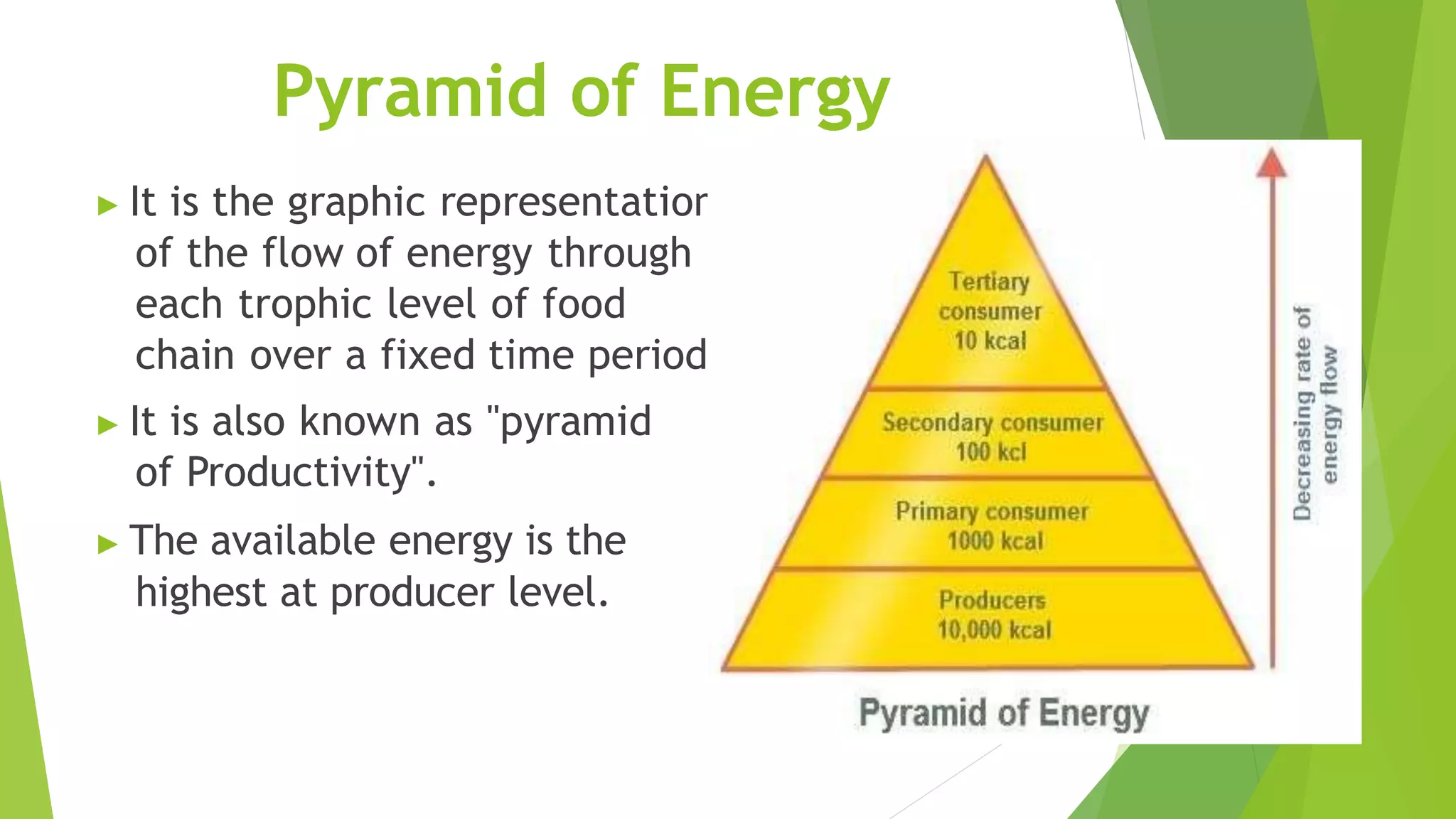 ecological pyramids by Neetu Gupta ppt new.pptx