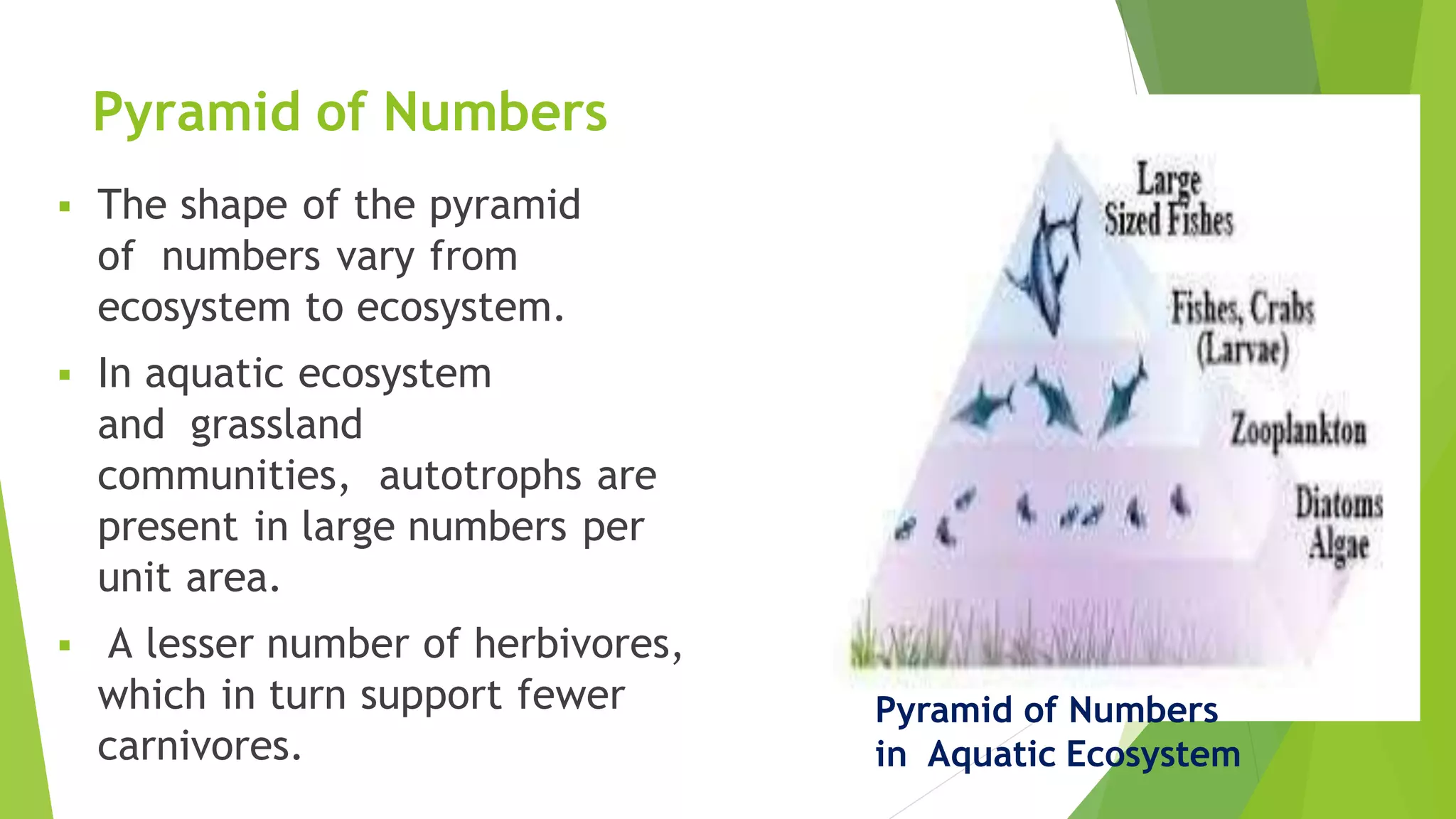 ecological pyramids by Neetu Gupta ppt new.pptx