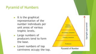 ecological pyramids by Neetu Gupta ppt new.pptx