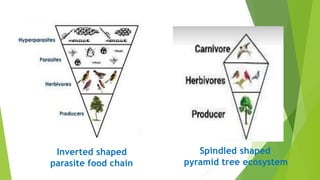 ecological pyramids by Neetu Gupta ppt new.pptx