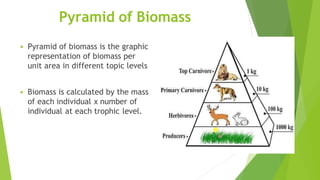 ecological pyramids by Neetu Gupta ppt new.pptx