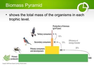 Ecological Pyramids, Food Chain and Food Web | PPT