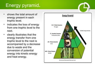 Ecological Pyramids, Food Chain and Food Web | PPT