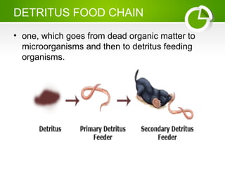 Ecological Pyramids, Food Chain and Food Web | PPT