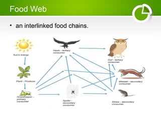 Ecological Pyramids, Food Chain and Food Web | PPT