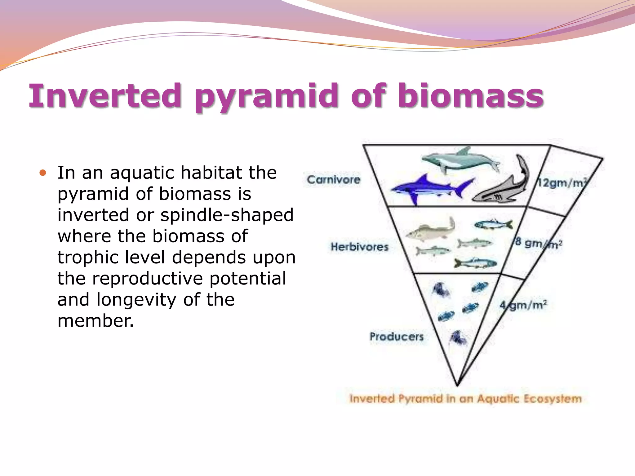 Ecological pyramids ppt | PPTX | Biological Sciences | Science