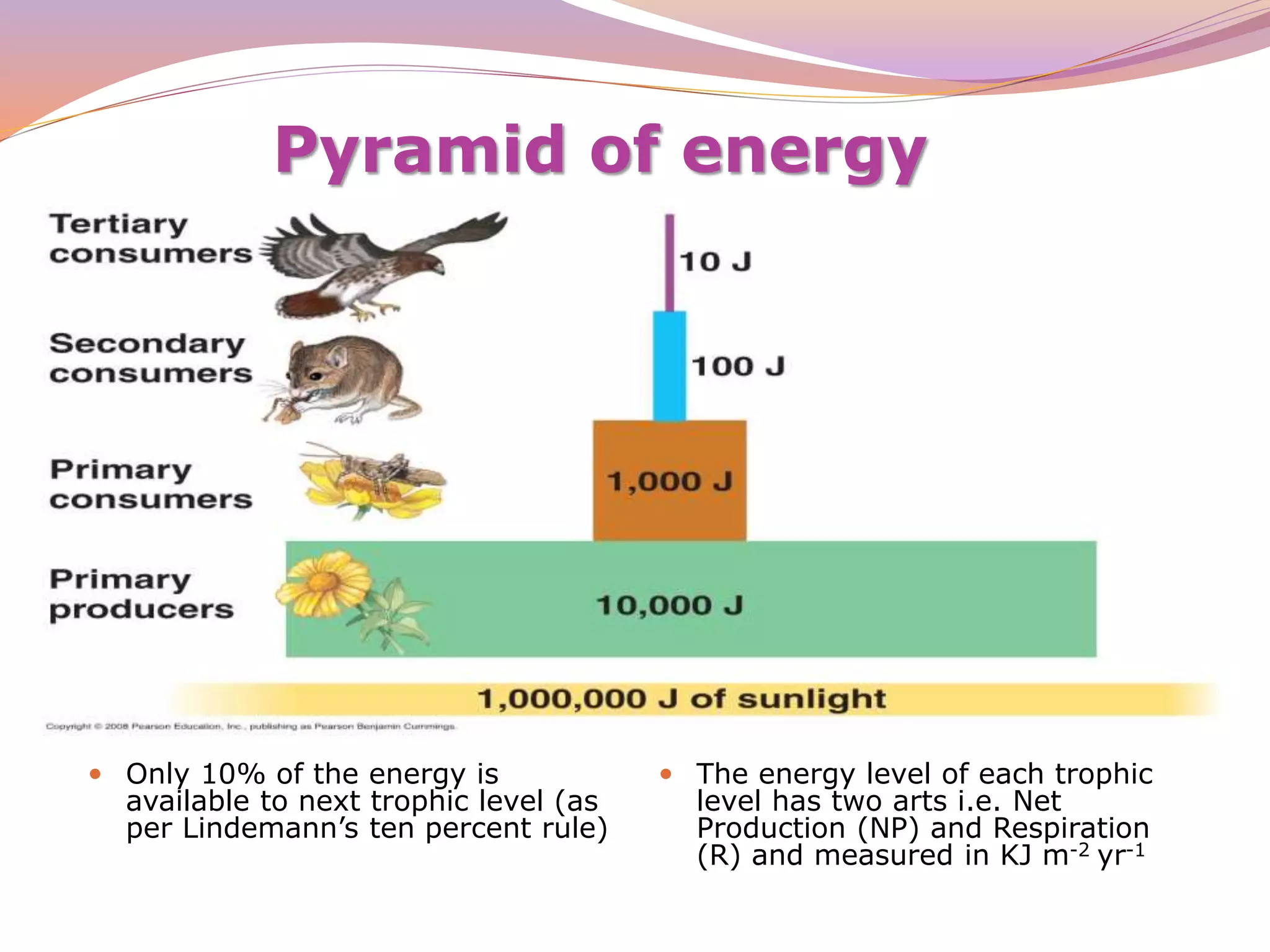 Ecological pyramids ppt | PPTX | Biological Sciences | Science
