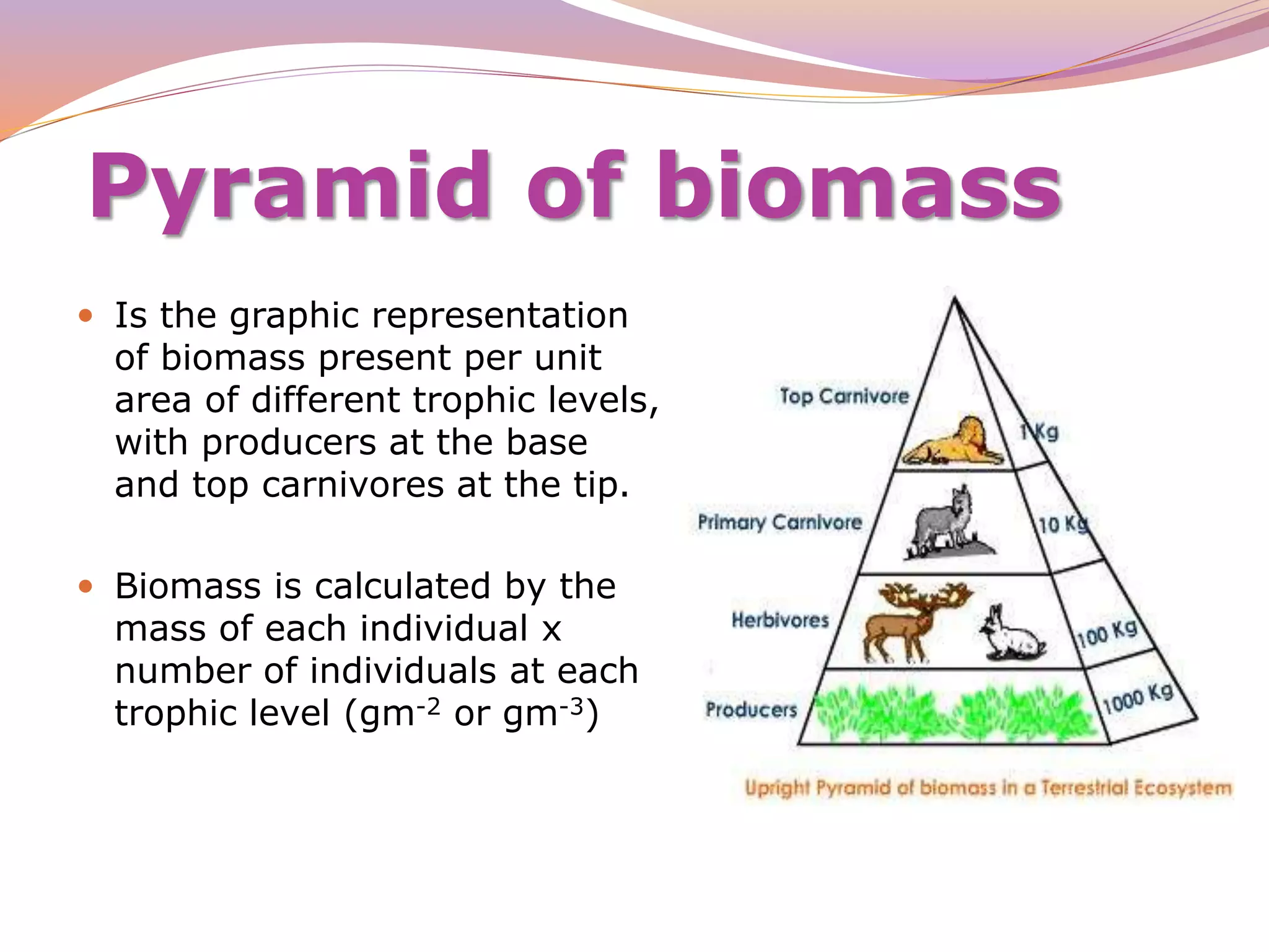 Ecological pyramids ppt | PPTX