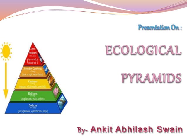 Ecological pyramids ppt | PPTX | Biological Sciences | Science