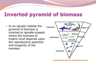 Ecological pyramids ppt | PPTX