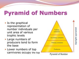 Ecological pyramids ppt | PPTX