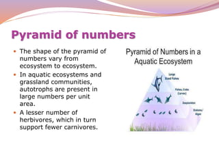 Ecological pyramids ppt | PPTX | Biological Sciences | Science