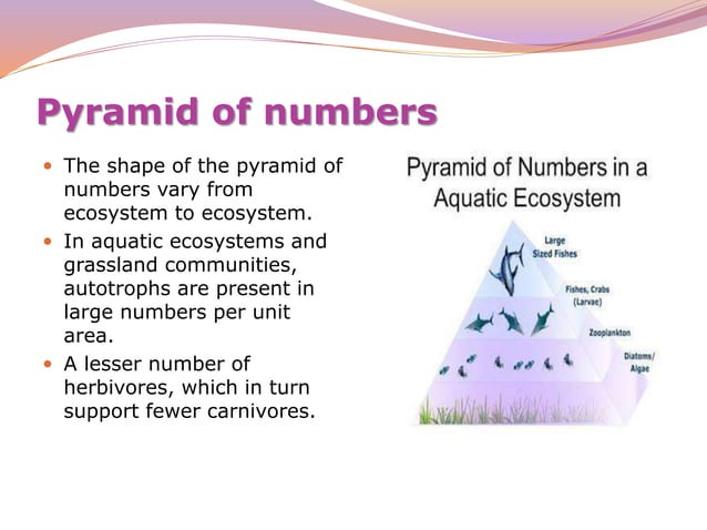 Ecological pyramids ppt | PPTX | Biological Sciences | Science