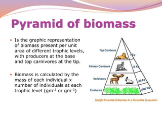 Ecological pyramids ppt | PPTX | Biological Sciences | Science