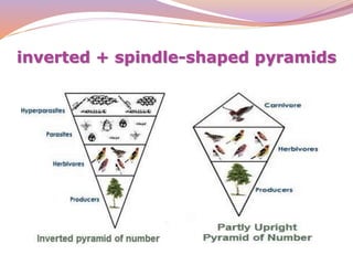 Ecological pyramids ppt | PPT
