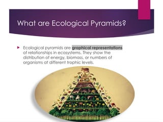 Ecological_Pyramids_Presentation its type .pptx