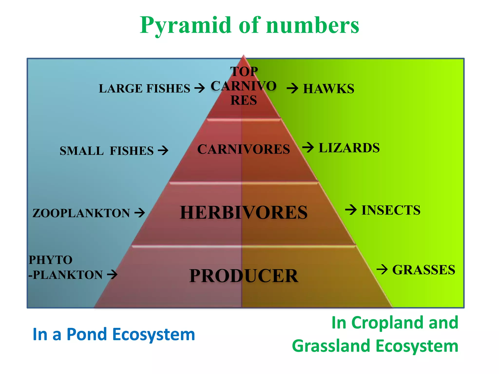 Ecological Pyramids | PPTX